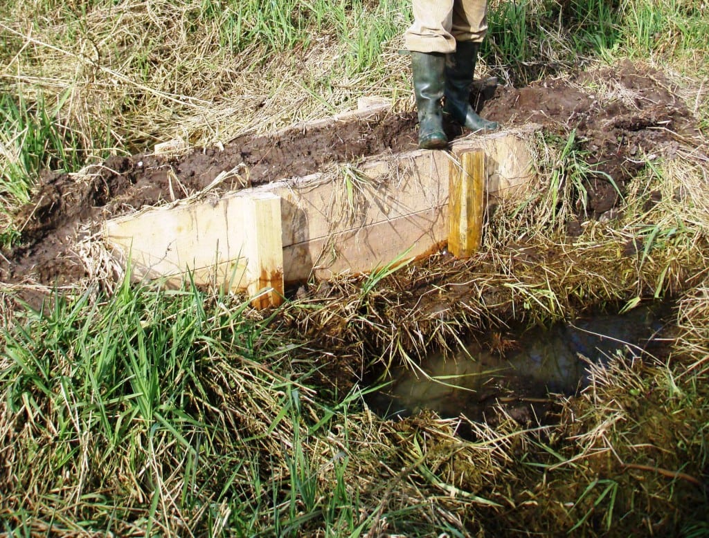 Native Woodlands - Forestry Focus