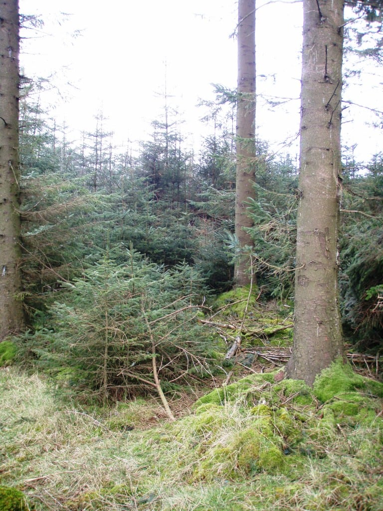 Silvicultural Systems - Forestry Focus