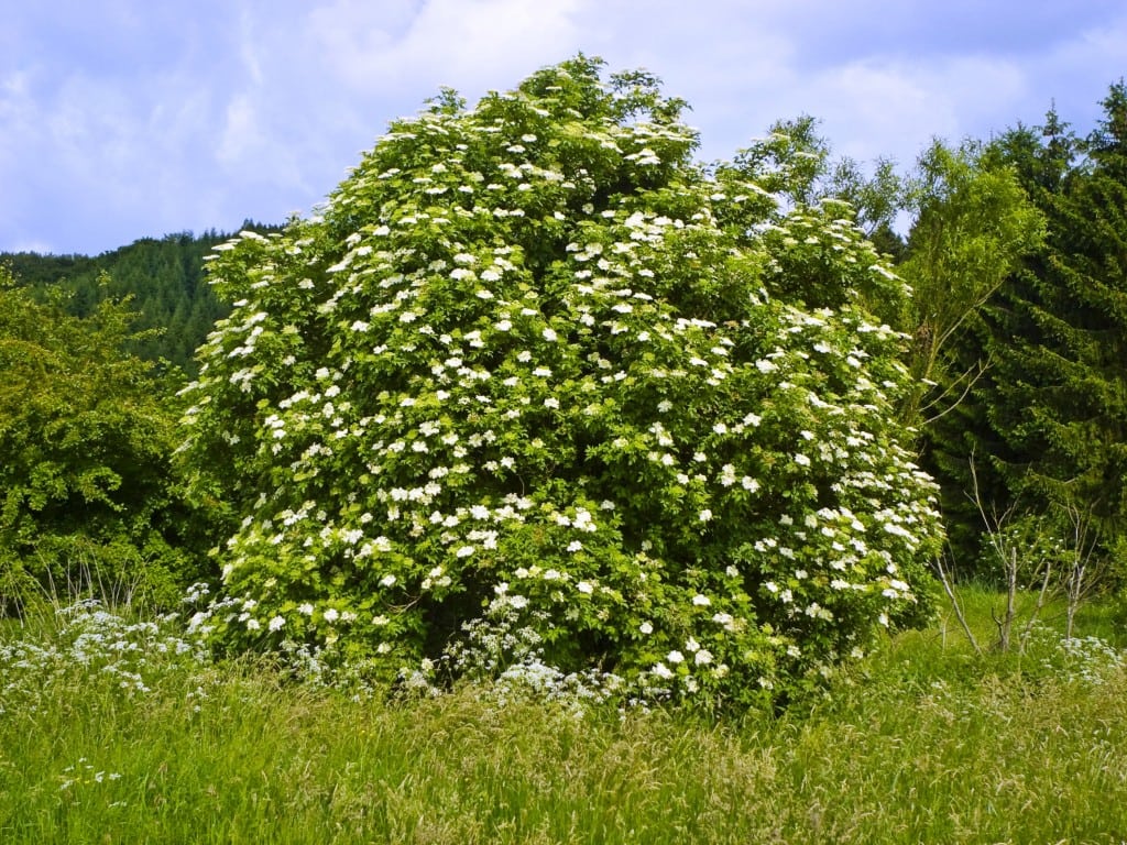 Sacred and Magical Trees - Forestry Focus