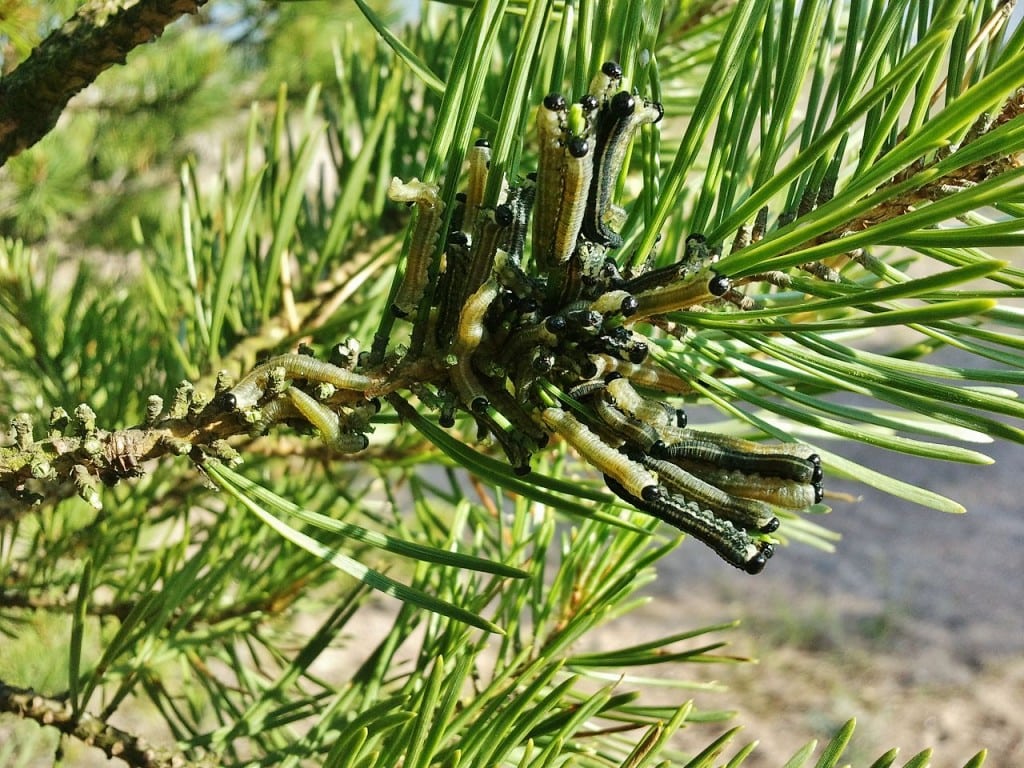 Insect Pests - Forestry Focus