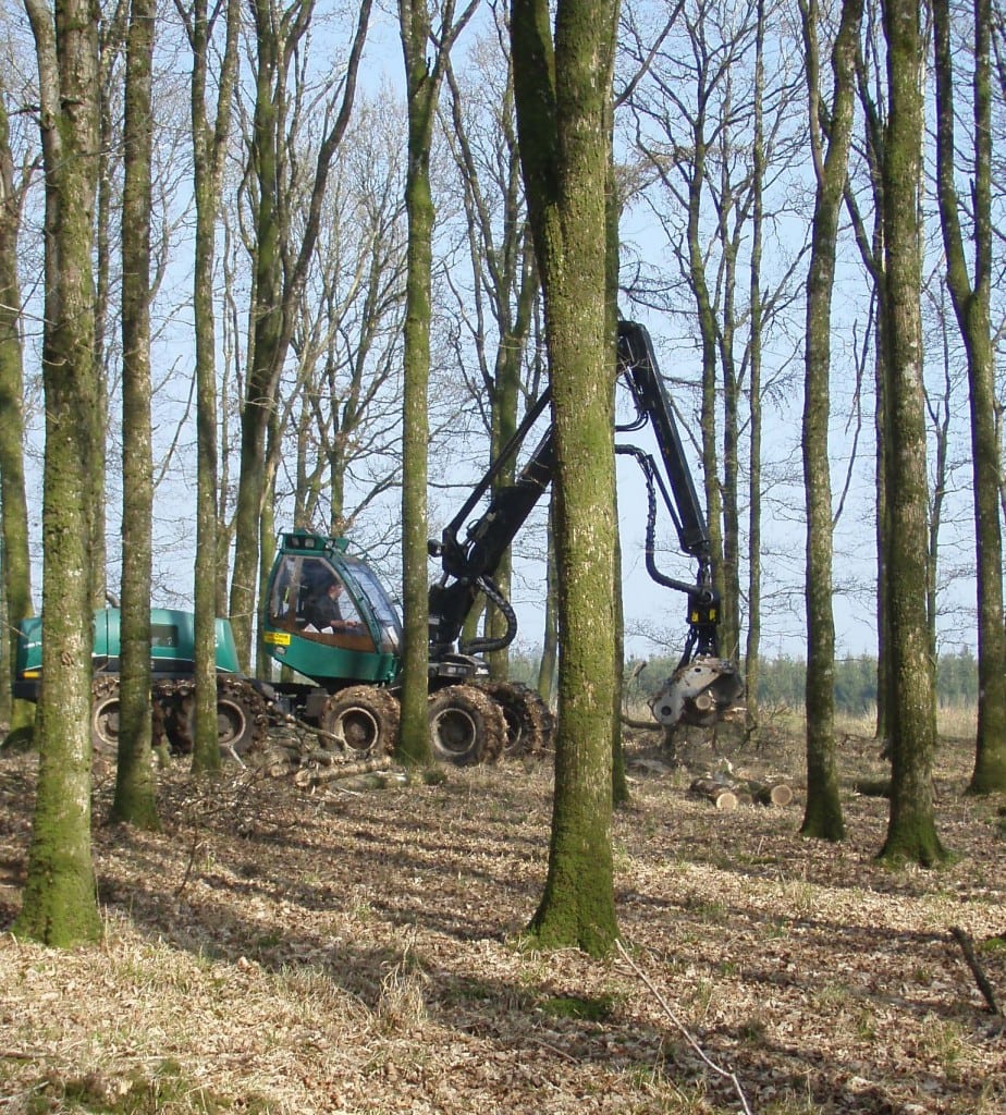 Thinning - Forestry Focus