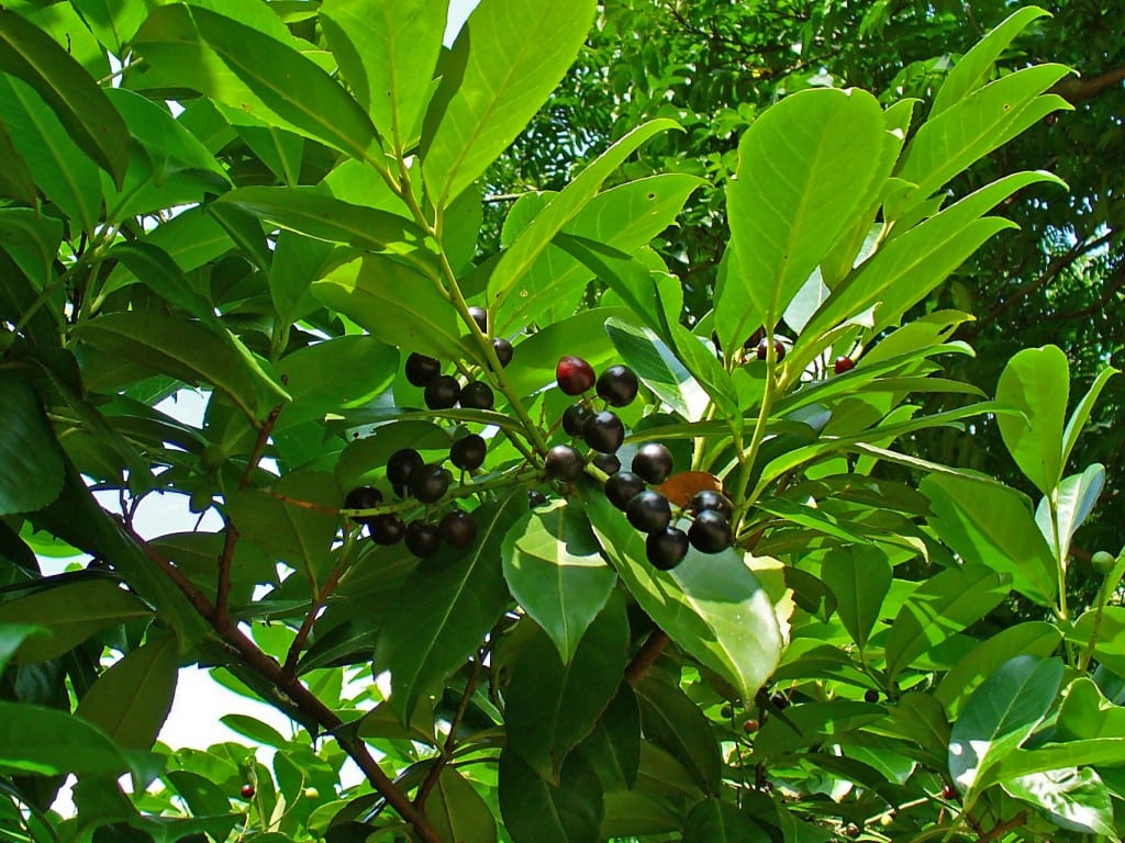 Invasive Species - Forestry Focus