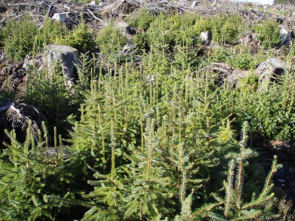 Planting - Forestry Focus