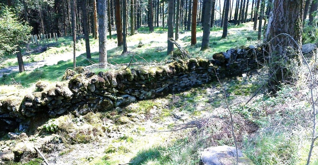 Old field wall in forest (cropped) by A Pfeifer | Forestry Focus