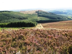Forests of Ireland | Forestry Focus