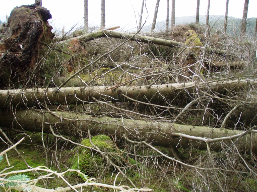 Threats to Forests - Forestry Focus