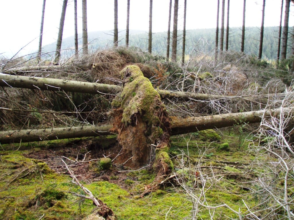 Windthrow - Forestry Focus