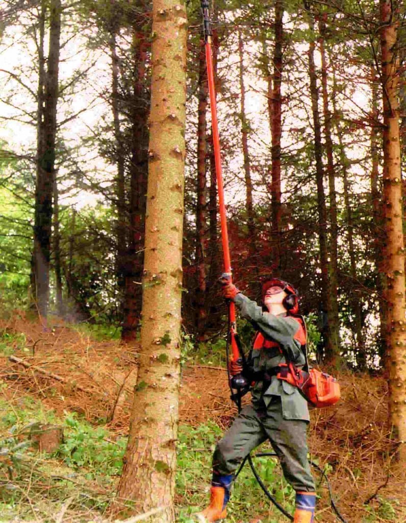 Tending - Forestry Focus